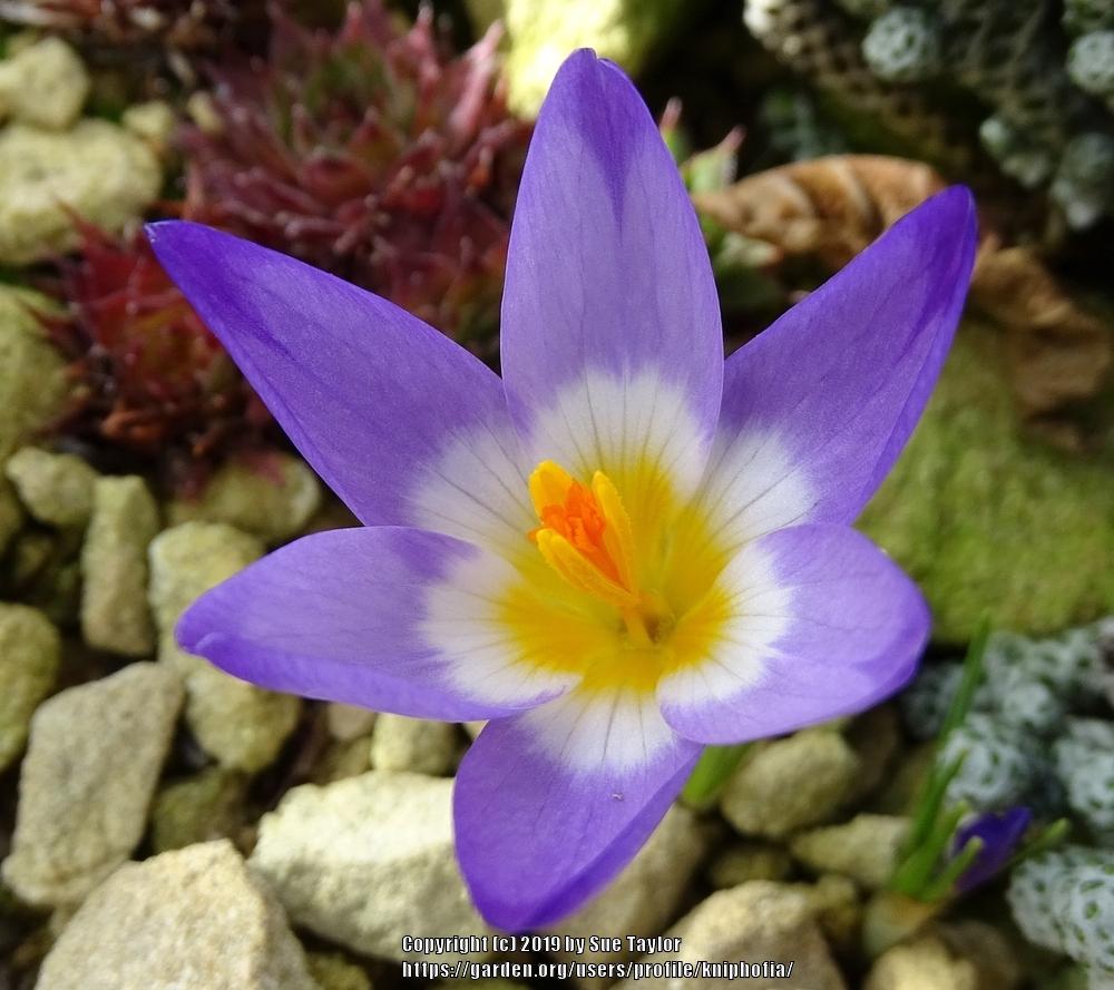 Crocus: Plant Care and Collection of Varieties - Garden.org