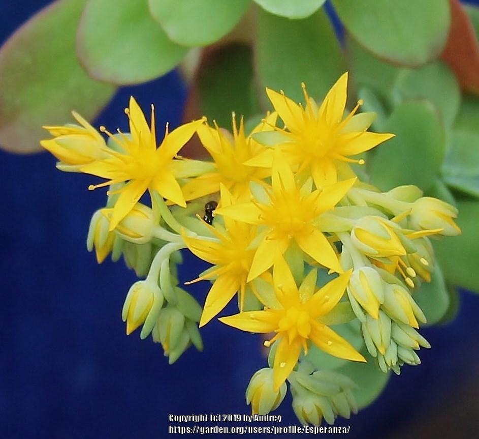 Sedums: Plant Care and Collection of Varieties - Garden.org