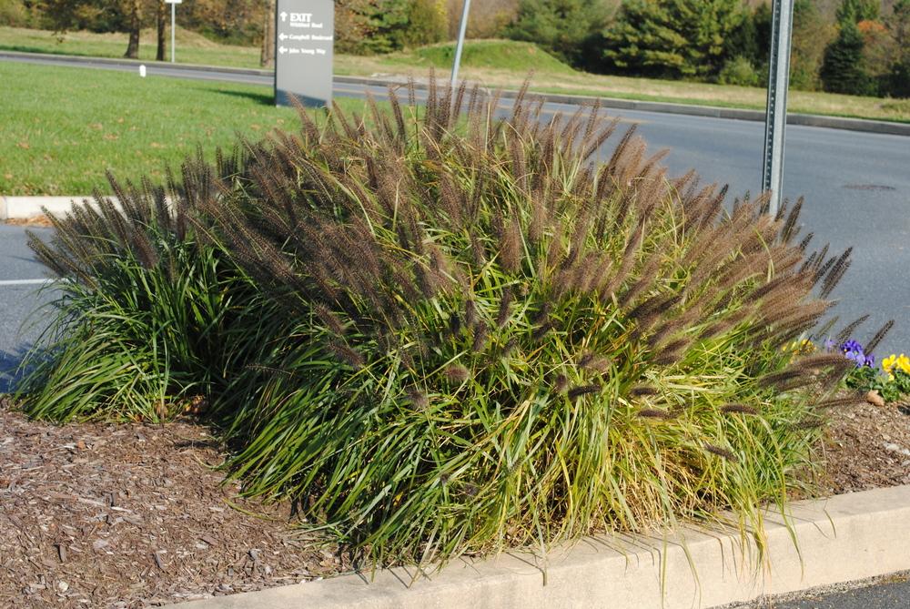 Photo of the entire plant of Black Fountain Grass (Cenchrus ...