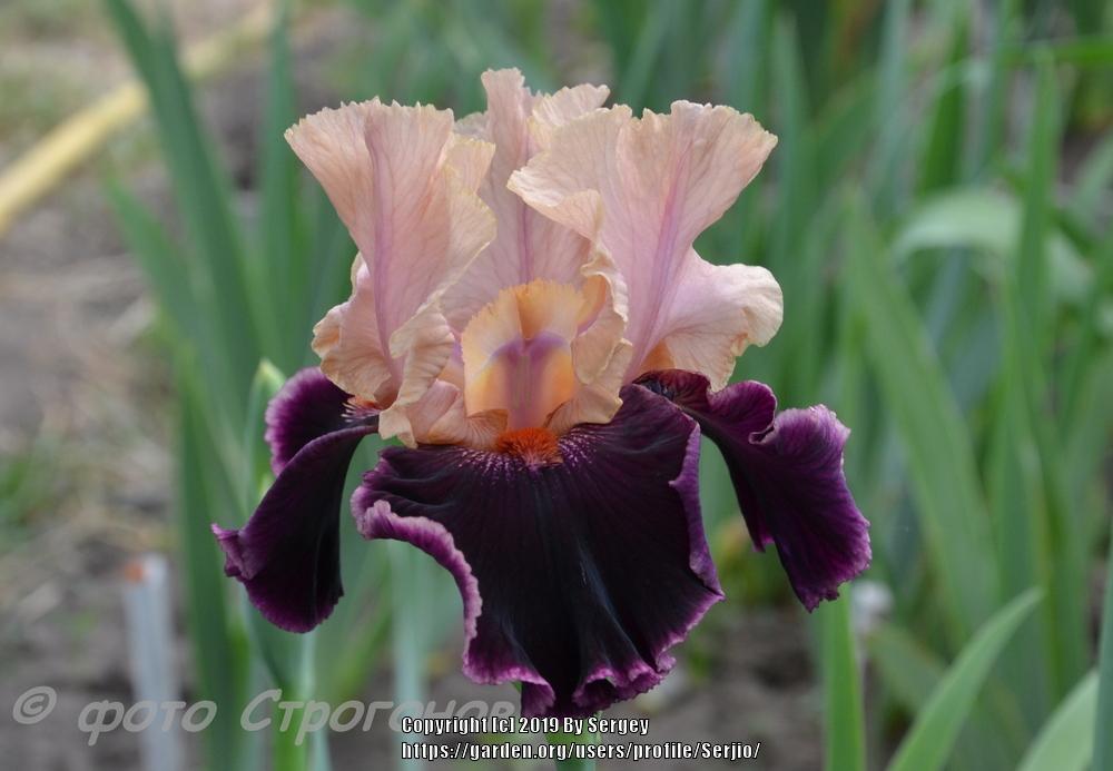 Tall Bearded Iris (Iris 'Moroccan Magic') in the Irises Database ...