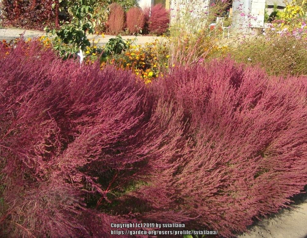 Photo of the fall color of Mexican Fireweed (Bassia scoparia) posted by ...