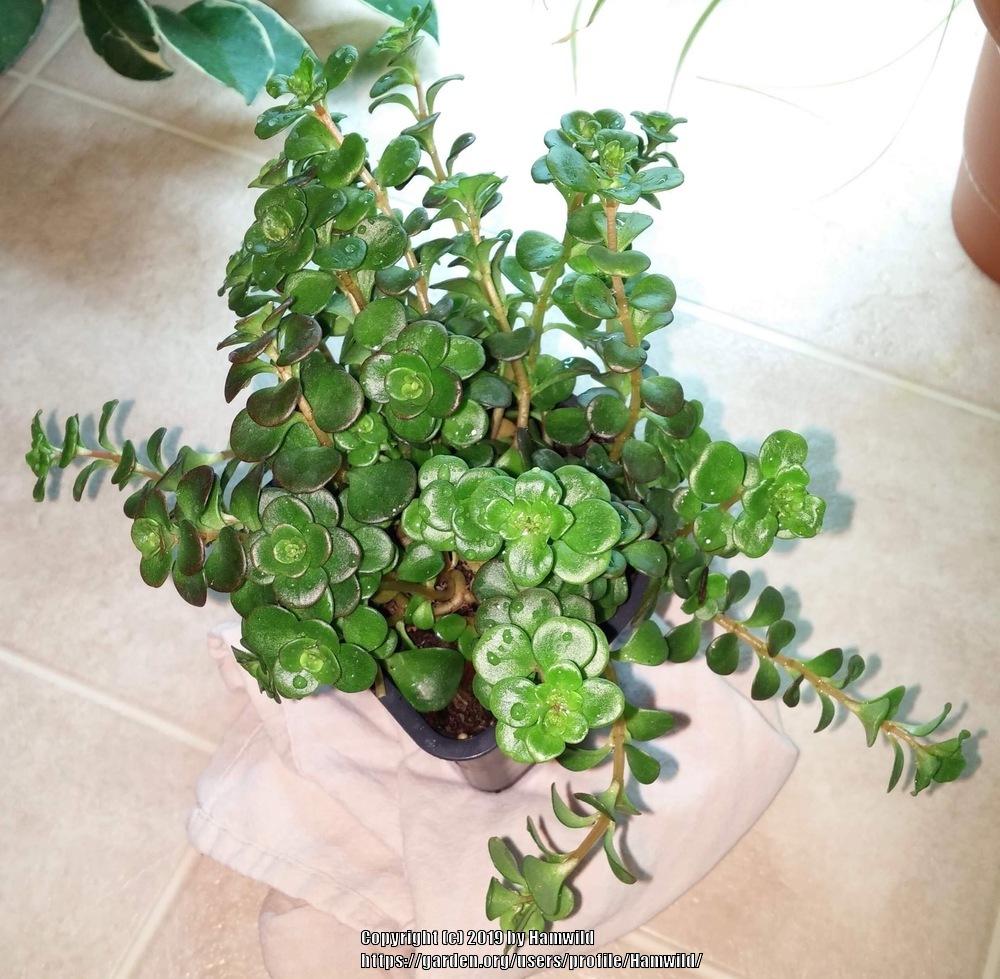 Photo of the entire plant of Chinese Stonecrop (Sedum tetractinum ...