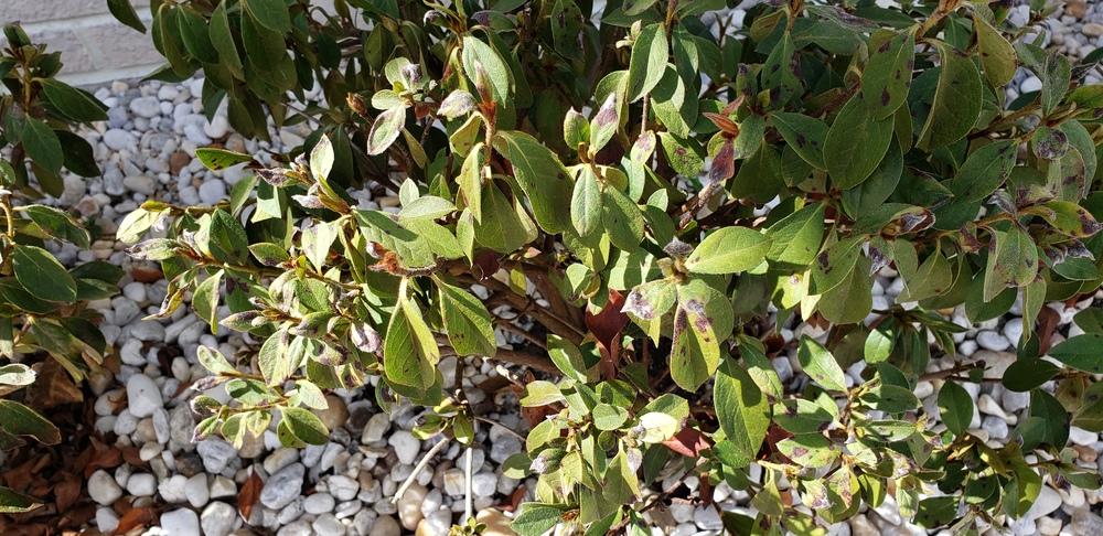 Azalea Issues Central Florida in the Ask a Question forum - Garden.org