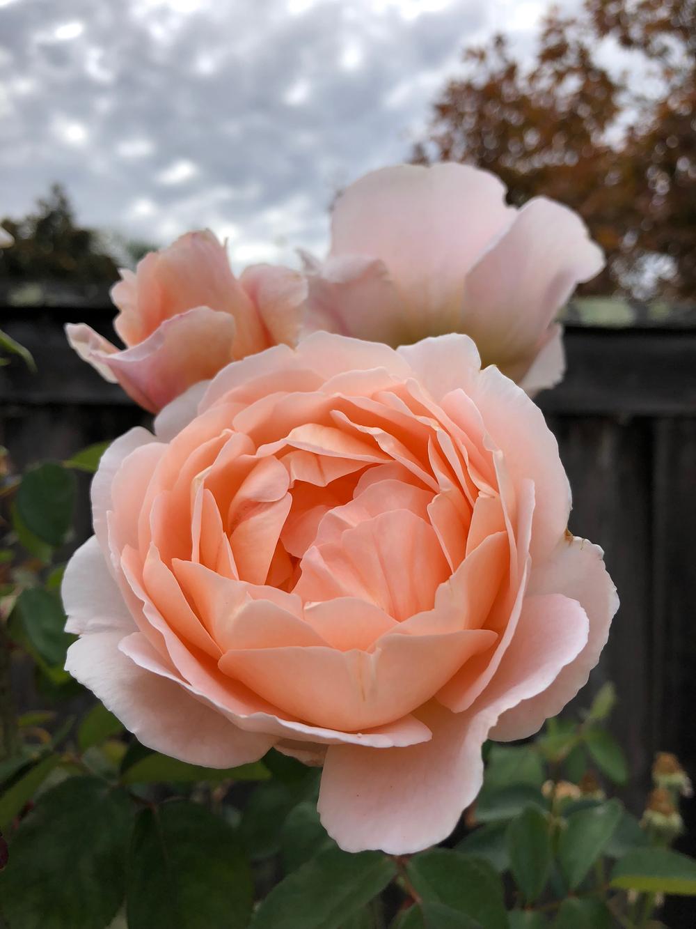 American Rose Society Digital Photo Contest in the Roses forum - Garden.org