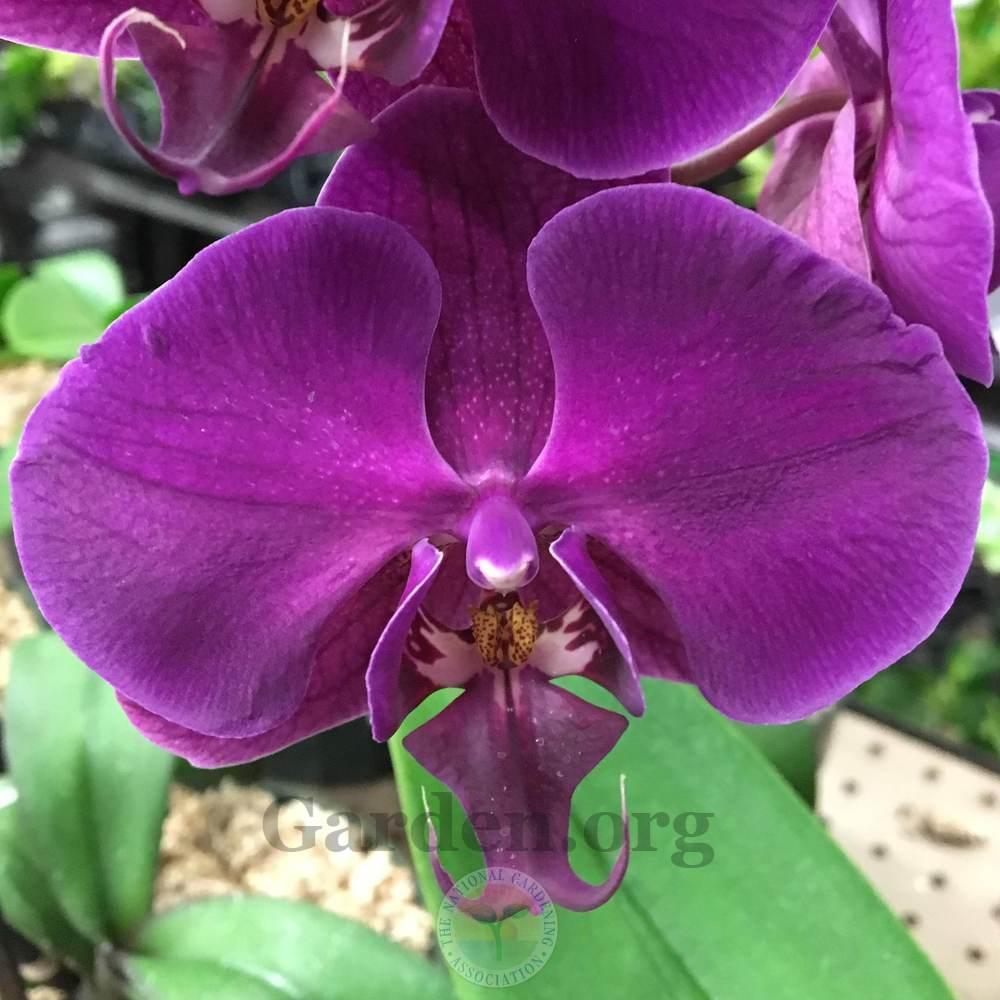 Moth Orchid (Phalaenopsis OX Queen 'Beauty') - Garden.org