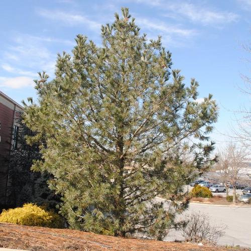 Limber Pine (Pinus flexilis) - Garden.org