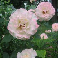 Rose (Rosa 'Delany Sisters') in the Roses Database - Garden.org