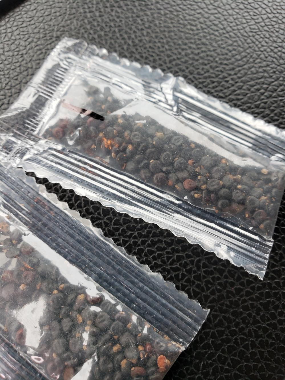 Small black round seeds in the Ask a Question forum - Garden.org