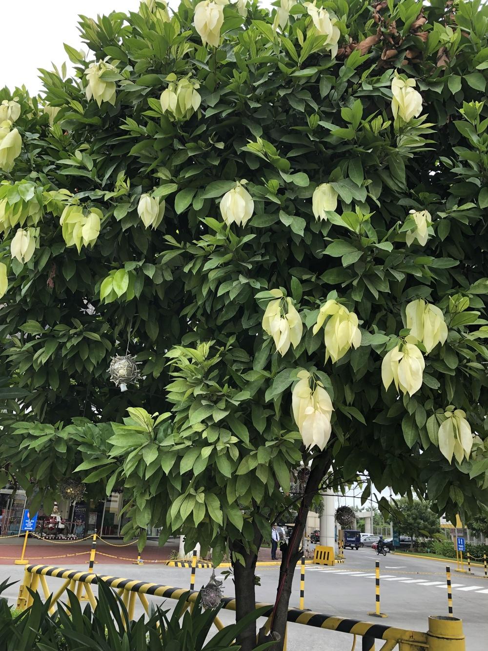 What Plant Is This? in the Plant ID forum - Garden.org