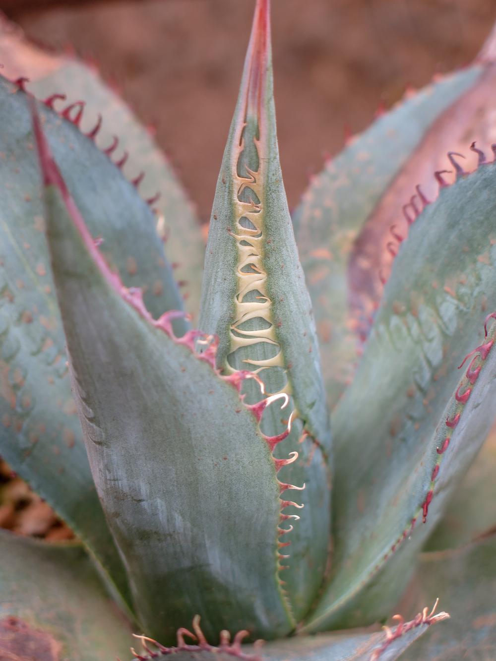 Photo of the thorns, spines, prickles or teeth of Shaw's Agave (Agave ...