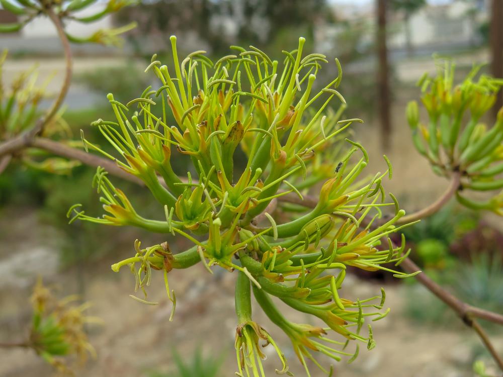 Photo of the bloom of Agave 'Rosa Gorda' posted by Baja_Costero ...