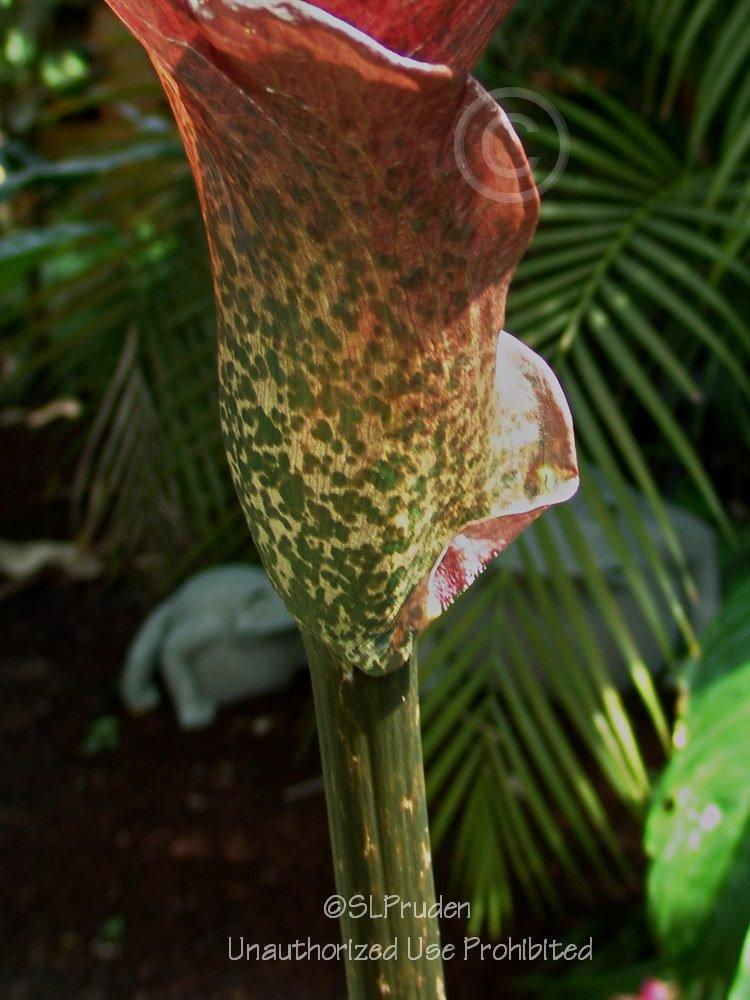 Photo of the bloom of Voodoo Lily (Amorphophallus konjac) posted by ...