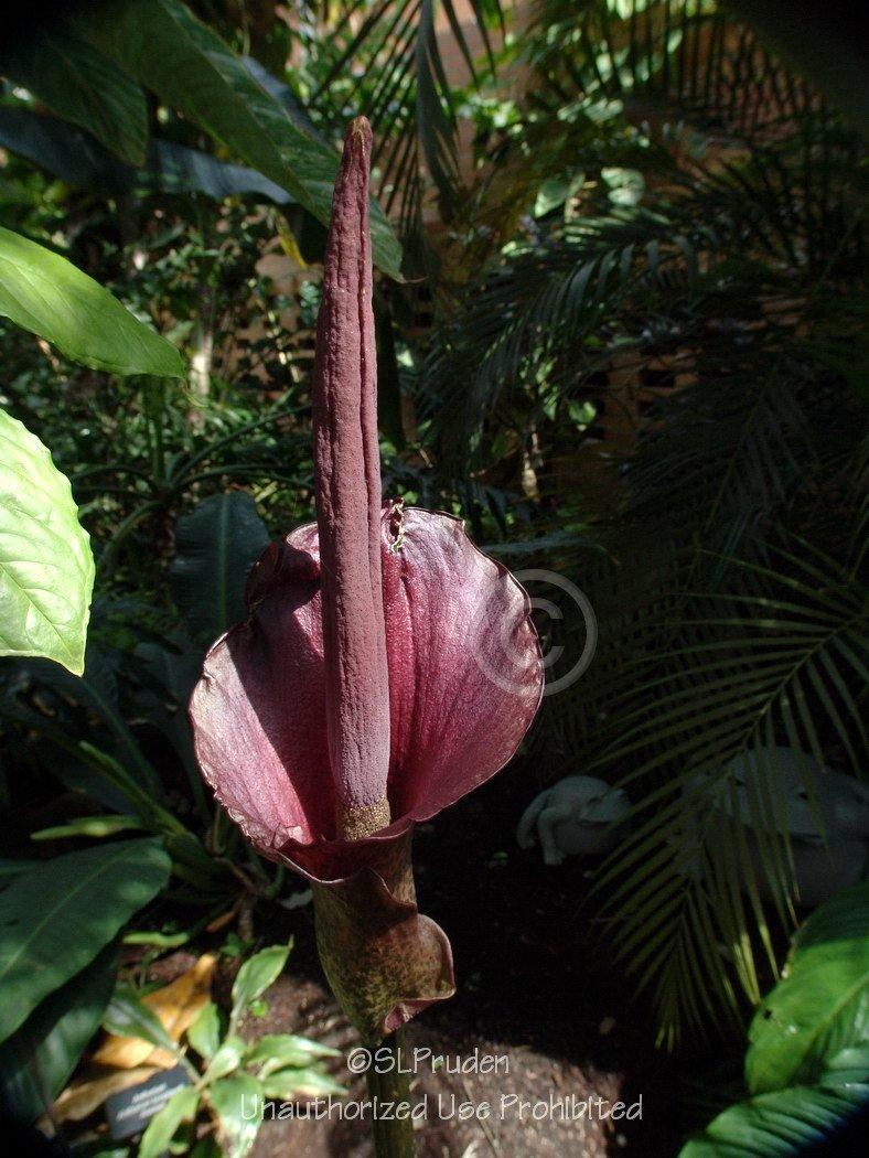 Amorphophallus: Plant Care and Collection of Varieties - Garden.org