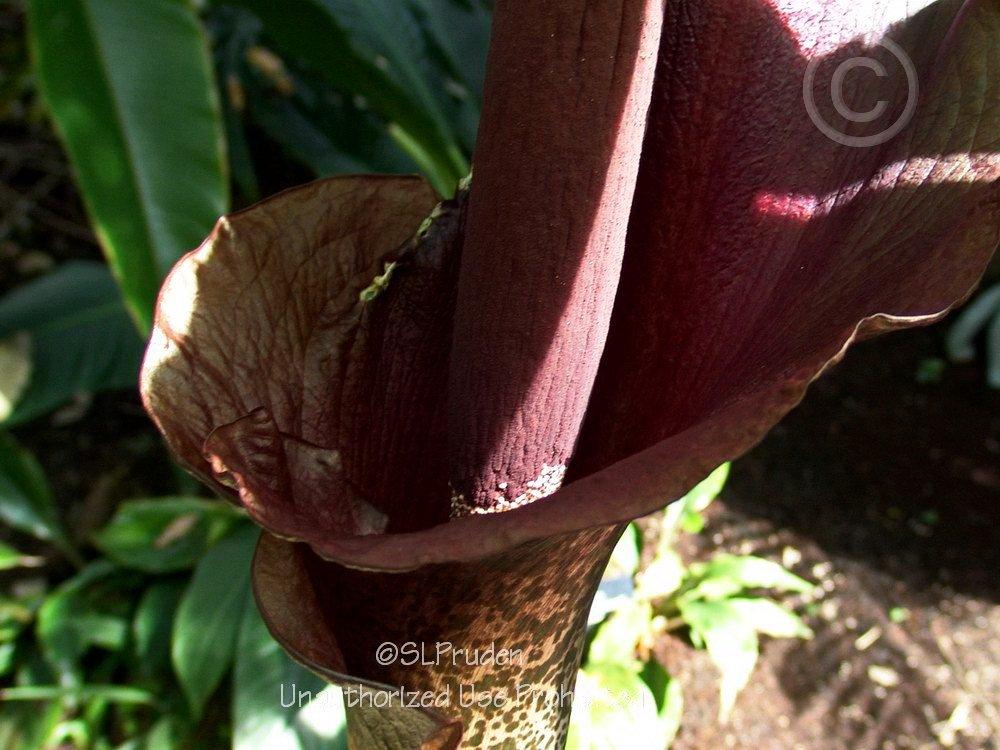 Photo of the bloom of Voodoo Lily (Amorphophallus konjac) posted by ...