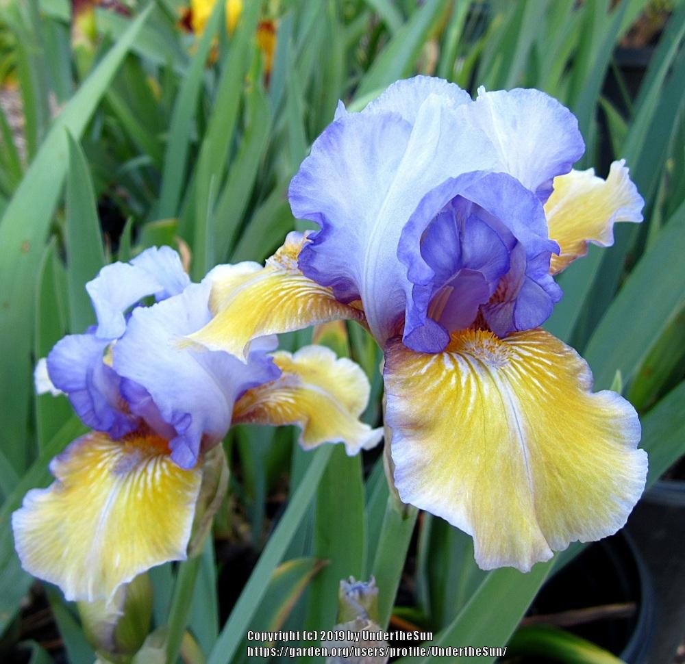 Photo of the bloom of Intermediate Bearded Iris (Iris 'Bold Statement ...