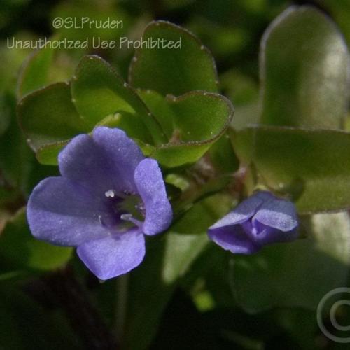 Lemon Bacopa (Bacopa caroliniana) - Garden.org
