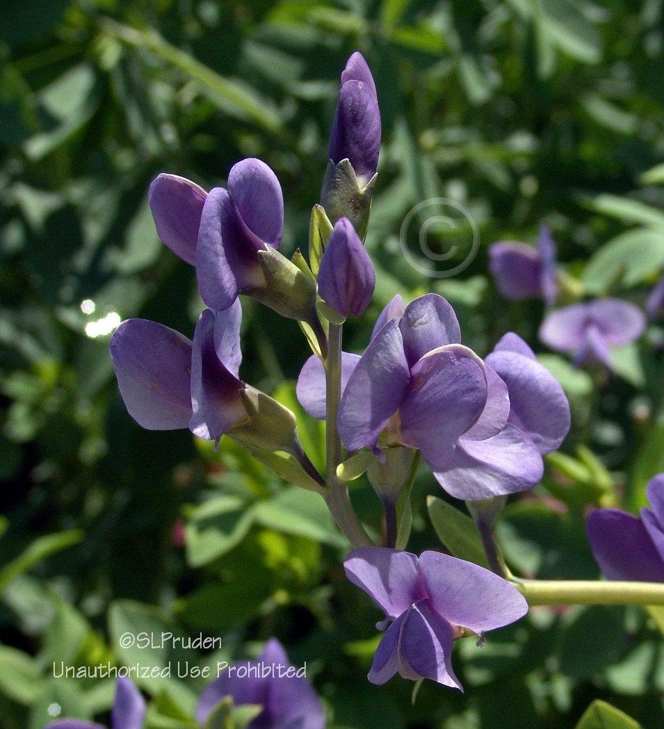 Baptisias: Plant Care and Collection of Varieties - Garden.org