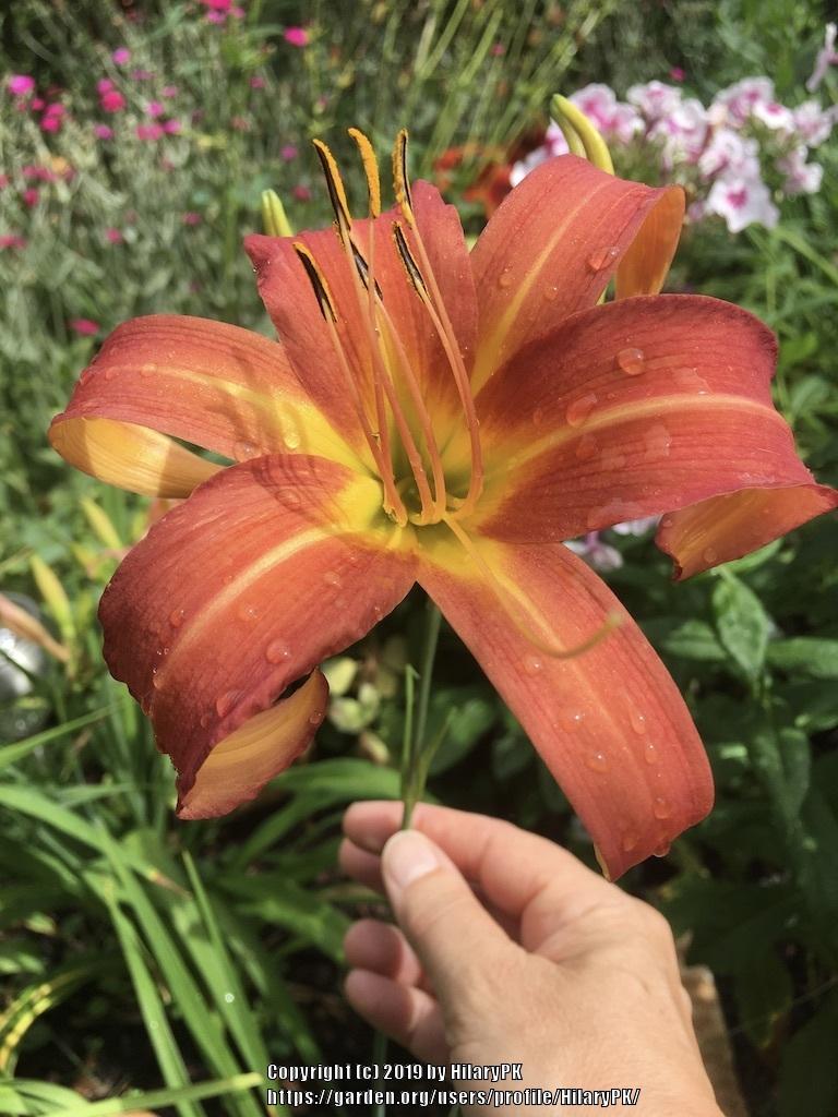 Daylily (Hemerocallis fulva var. fulva) in the Daylilies Database ...