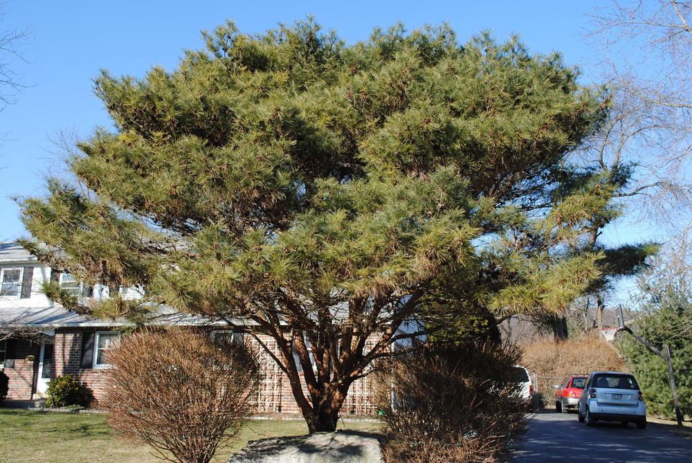 Japanese Red Pine (Pinus densiflora 'Umbraculifera') - Garden.org