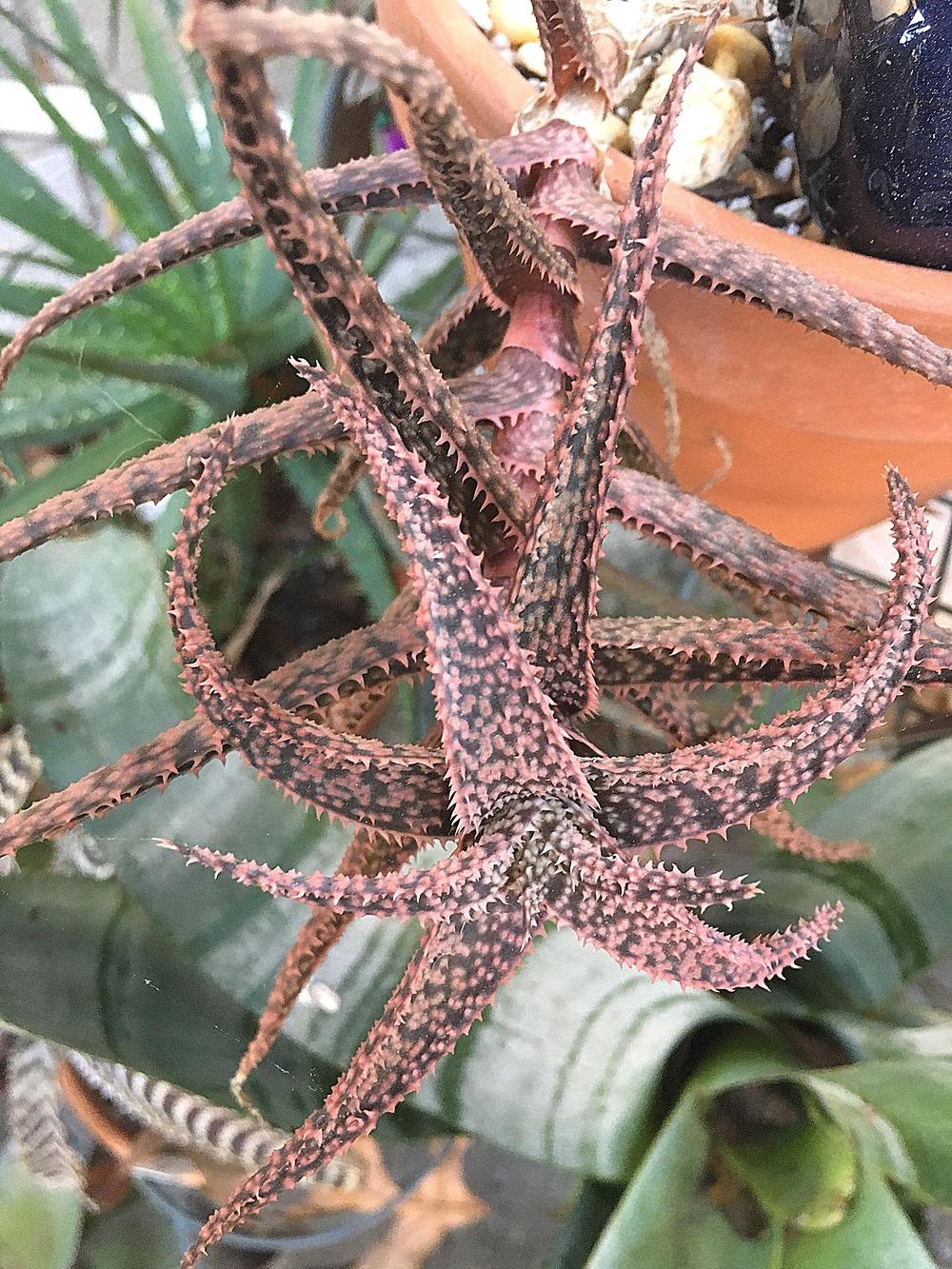 Aloe 'Pickled Pink' in the Aloes Database - Garden.org