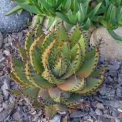 Black-Spined Aloe (Aloe melanacantha) in the Aloes Database - Garden.org