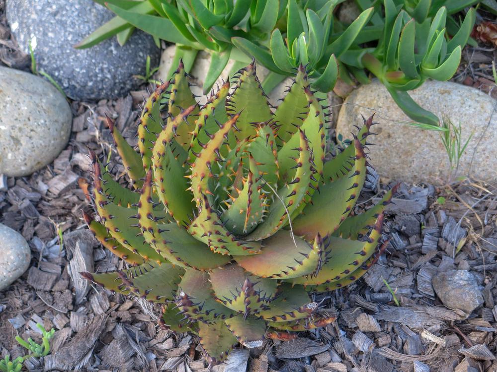 Aloes: Plant Care and Collection of Varieties - Garden.org