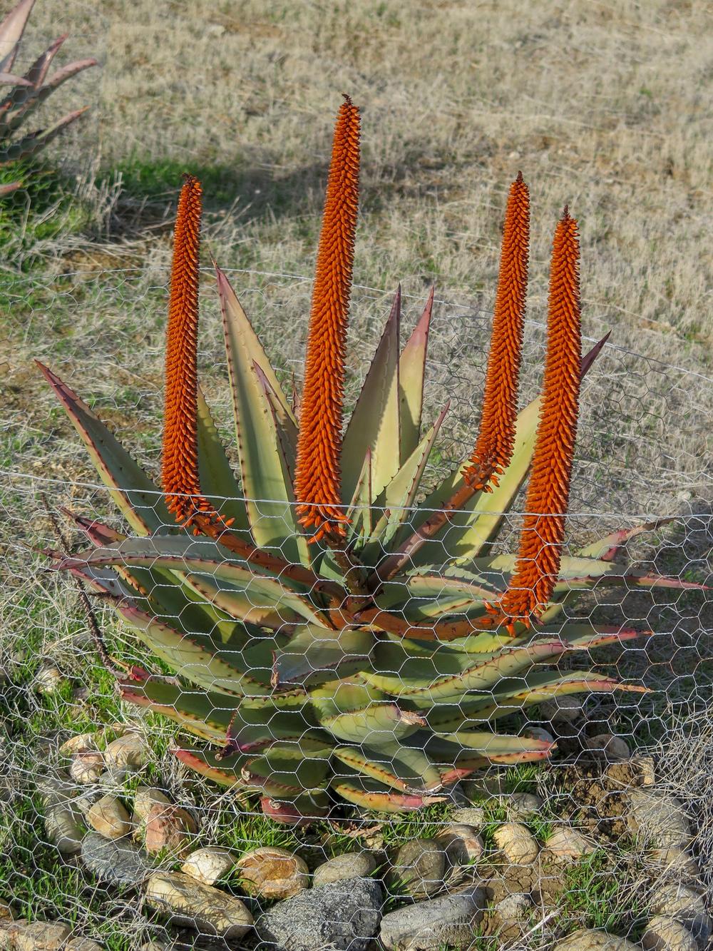 Aloes: Plant Care and Collection of Varieties - Garden.org