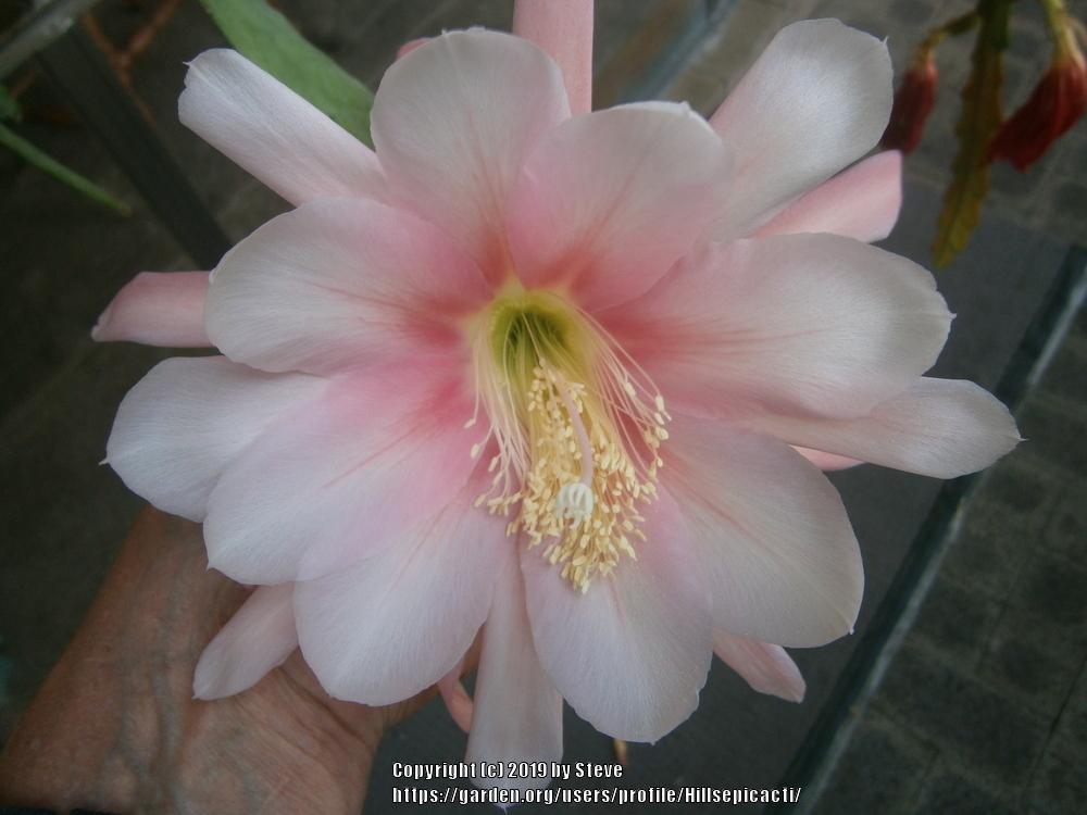 Hybrid Epiphyllum (Epiphyllum 'Pink Angel') in the Epiphyllum Database ...