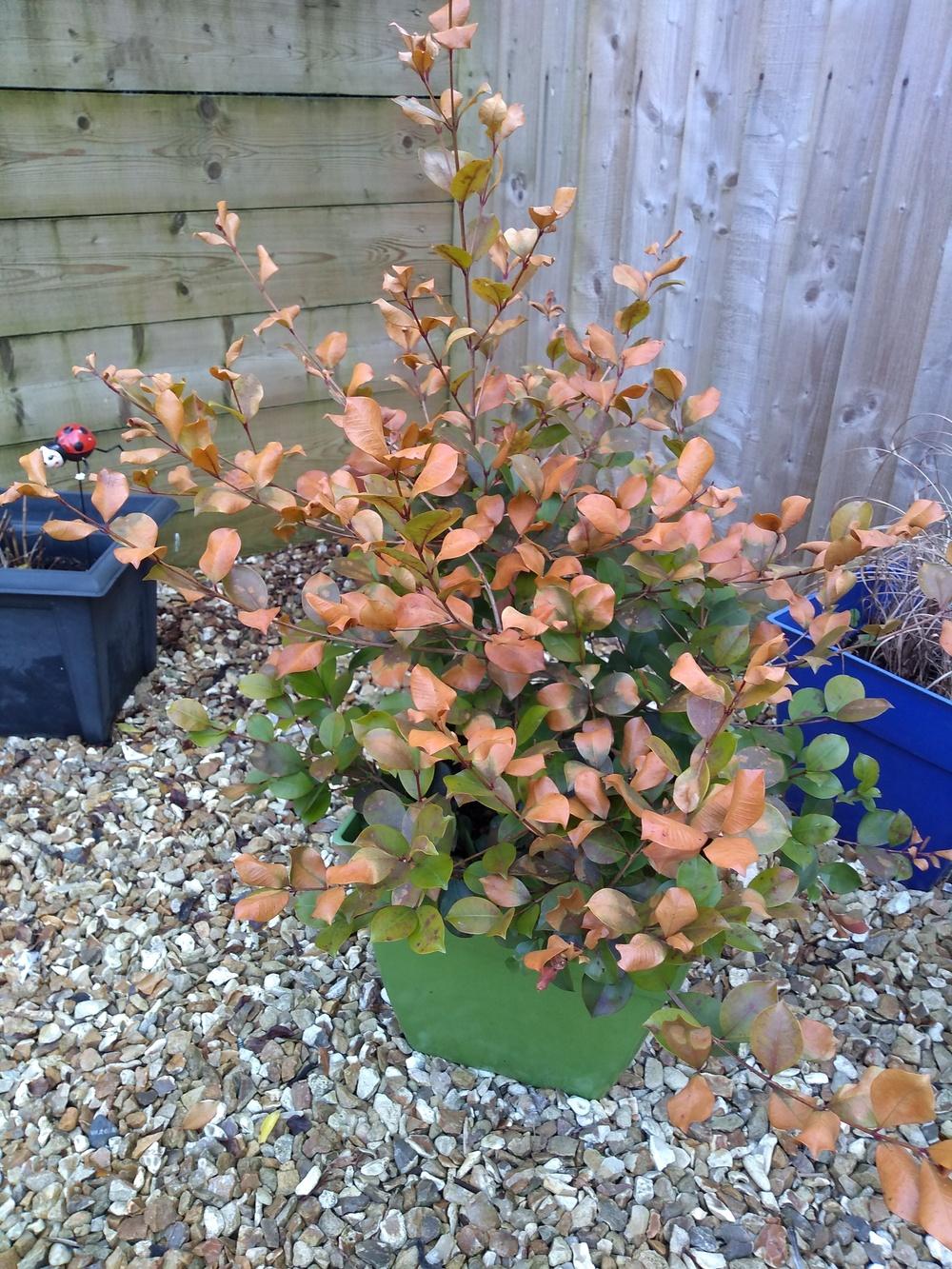 Eugenia Etna Fire in the Ask a Question forum - Garden.org