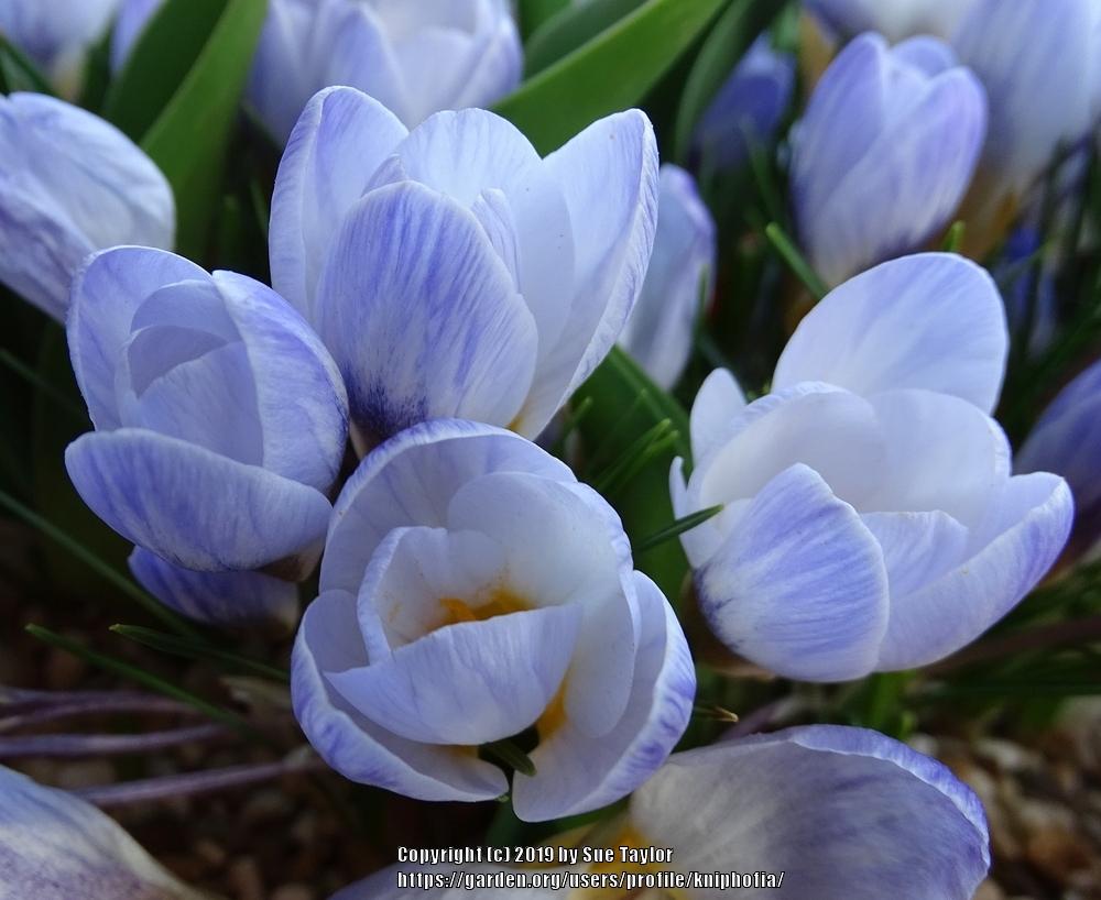 Crocus: Plant Care and Collection of Varieties - Garden.org