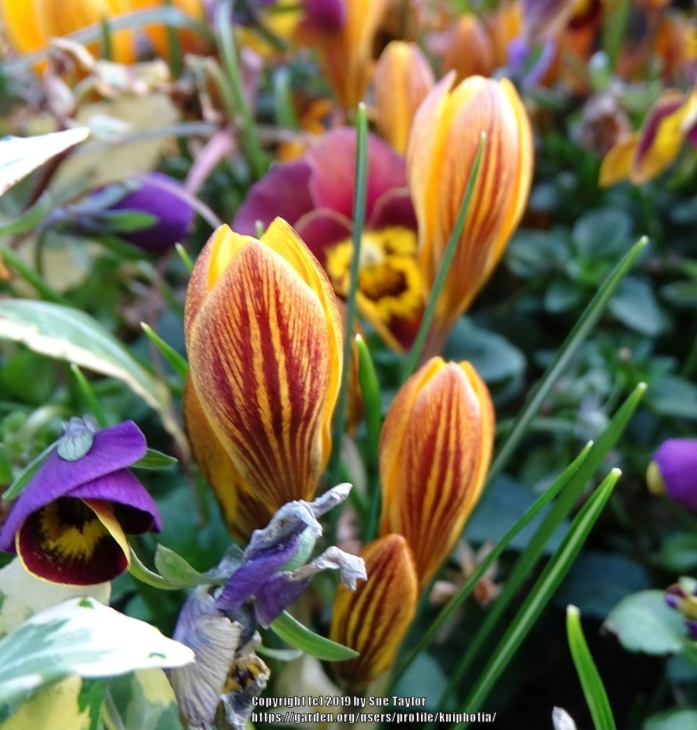 Photo of the bloom of Snow Crocus (Crocus chrysanthus 'Fuscotinctus ...