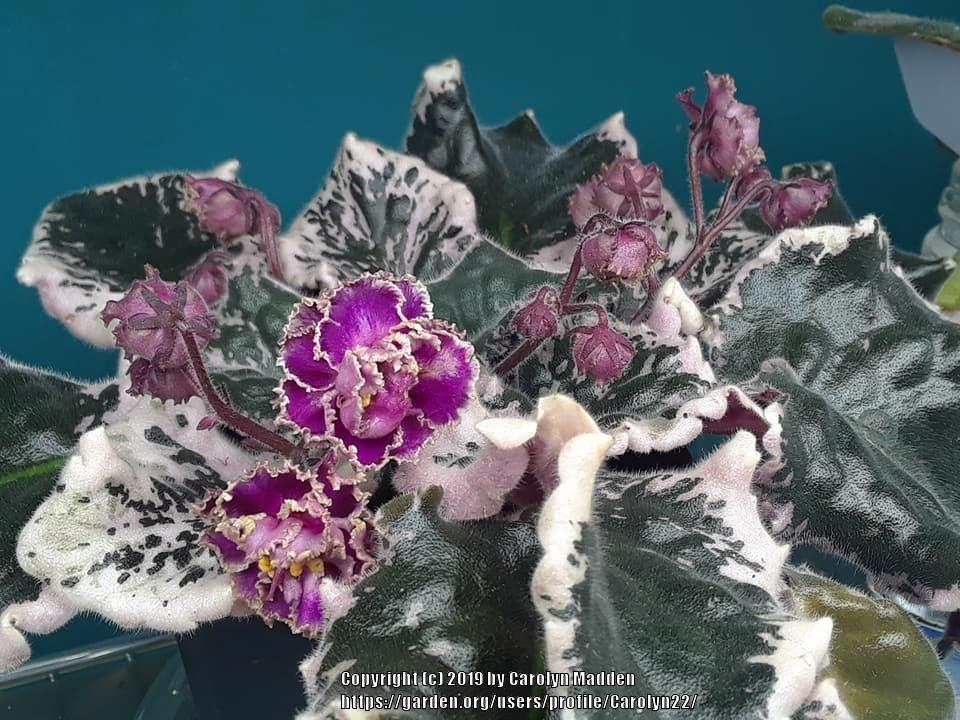 African Violet (Streptocarpus 'Wrangler's Gaudy Lady') in the Cape ...