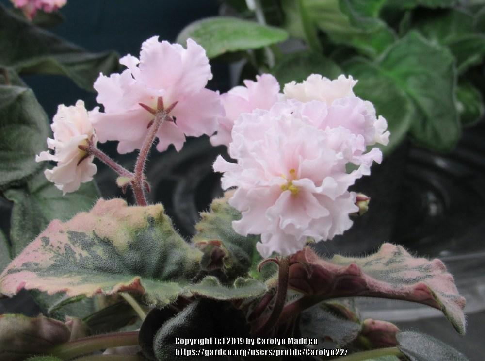 Photo of the bloom of African Violet (Streptocarpus 'Cabbage Patch ...