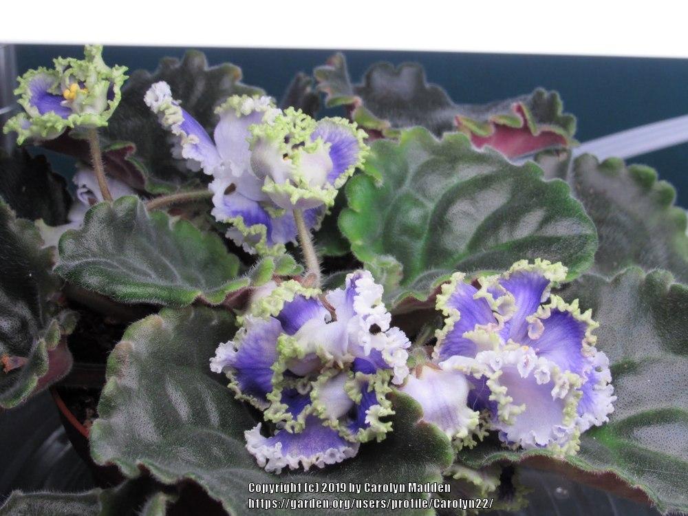 African Violet (Streptocarpus 'Kei Yoki') in the Cape Primroses ...