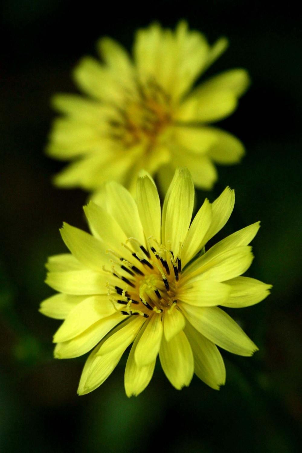 What weedflower in the Wildflowers forum - Garden.org