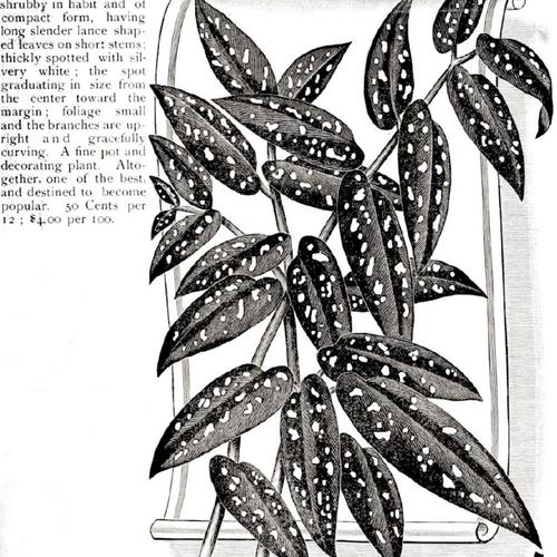 Begonia 'Alba picta' in the Begonias Database - Garden.org