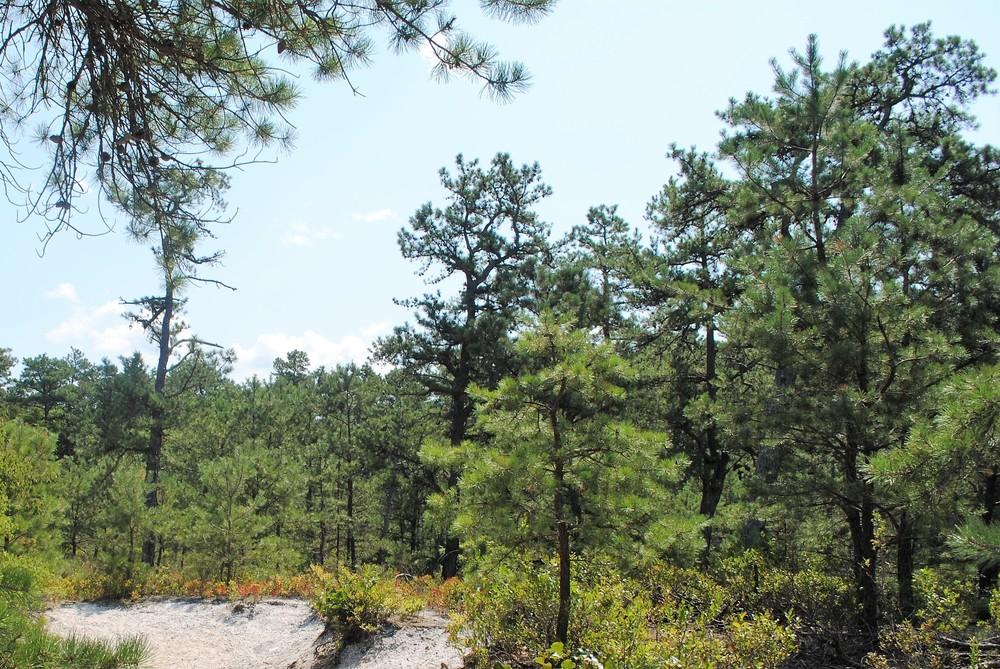 Photo of the habitat view of Northern Pitch Pine (Pinus rigida) posted ...