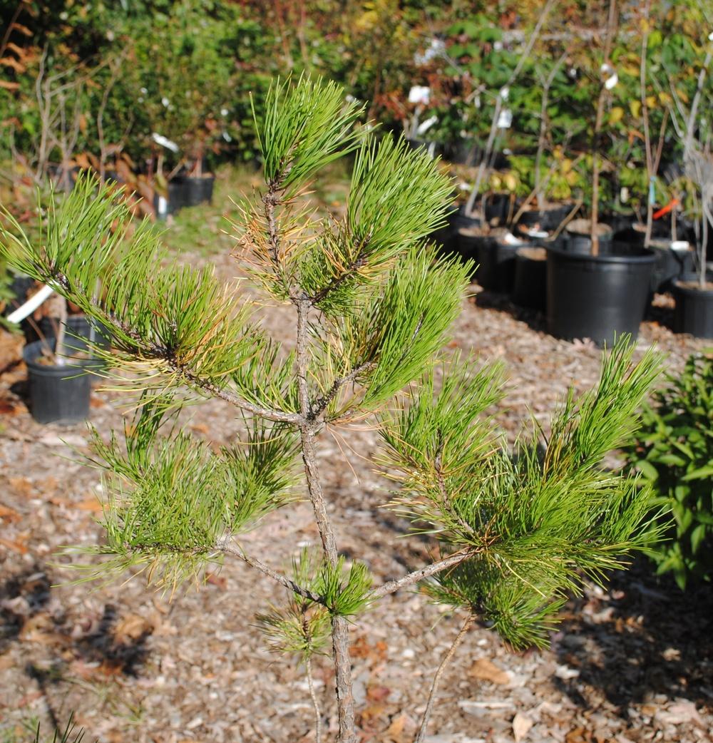 Photo of the seedling or young plant of Shortleaf Pine (Pinus echinata) posted by ILPARW ...