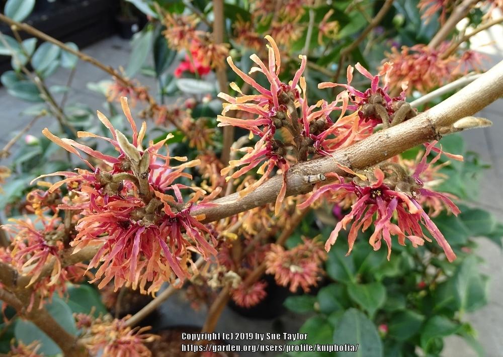 Witch Hazel (Hamamelis 'Diane') in the Witch Hazels Database - Garden.org