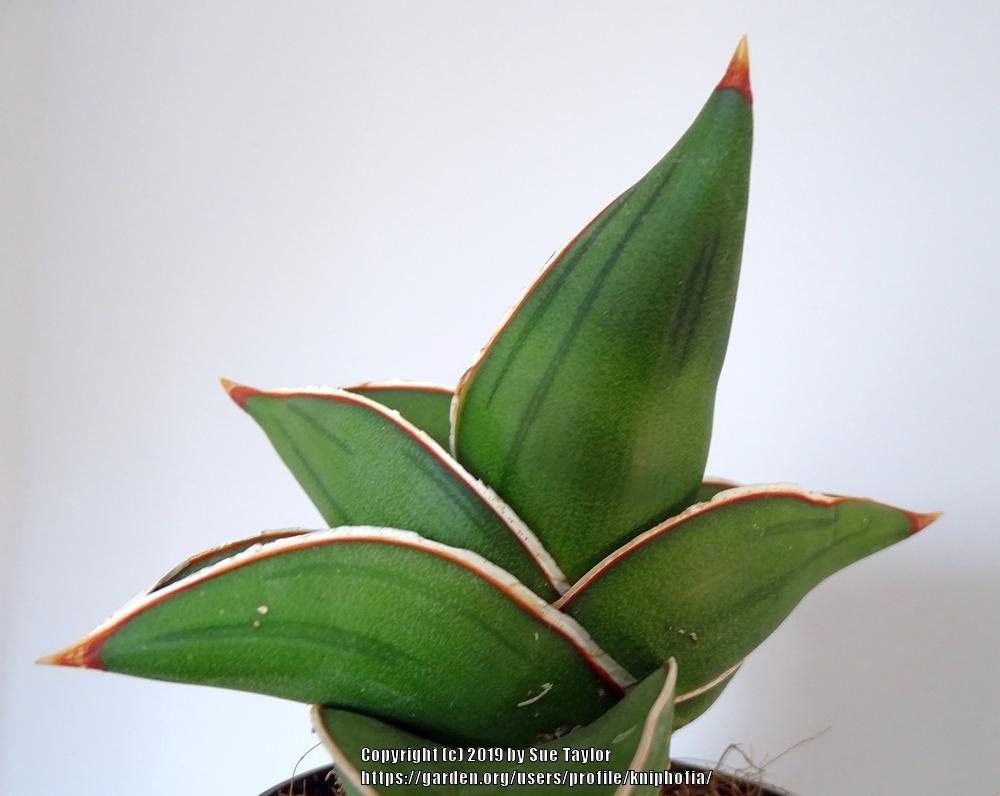 Snake Plant (Dracaena hanningtonii 'Samurai Dwarf') - Garden.org