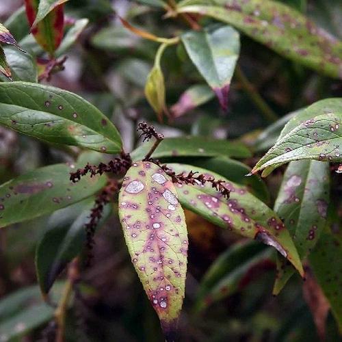 Dwarf Drooping Leucothoe (Leucothoe fontanesiana 'Rollisonii') - Garden.org