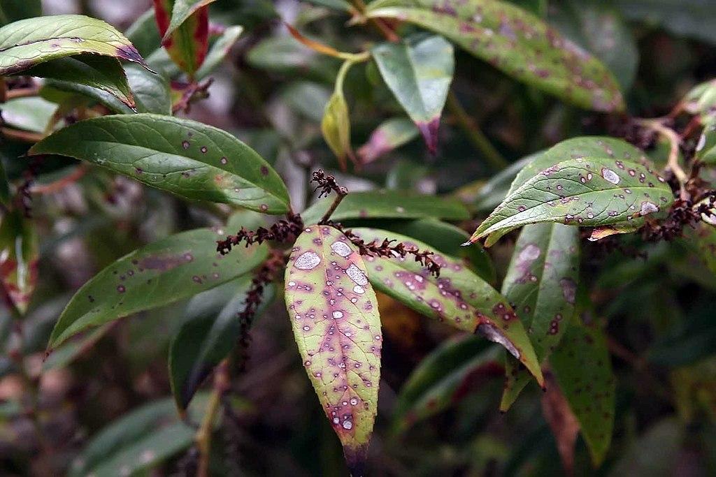 Dwarf Drooping Leucothoe (Leucothoe fontanesiana 'Rollisonii') - Garden.org