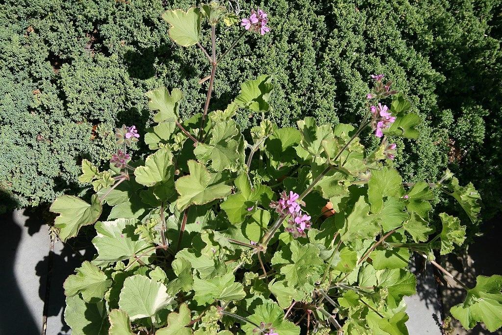 Scented Geranium (Pelargonium 'Atomic Snowflake') in the Pelargoniums ...