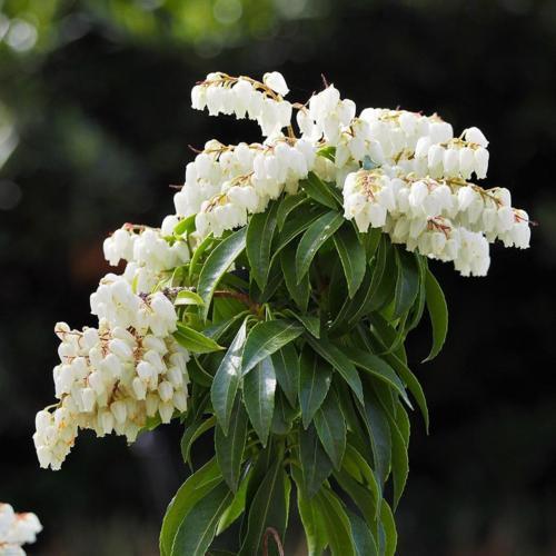 Japanese Andromeda (Pieris japonica 'Flamingo') - Garden.org