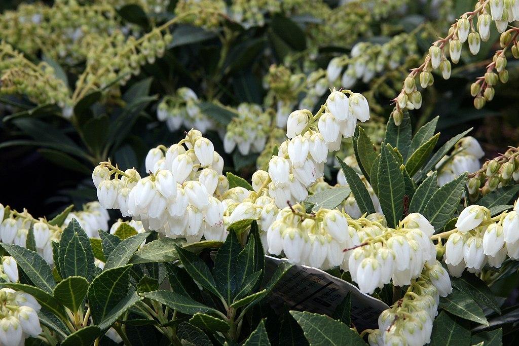 Dwarf Japanese Andromeda (Pieris japonica var. yakushimensis 'Prelude ...