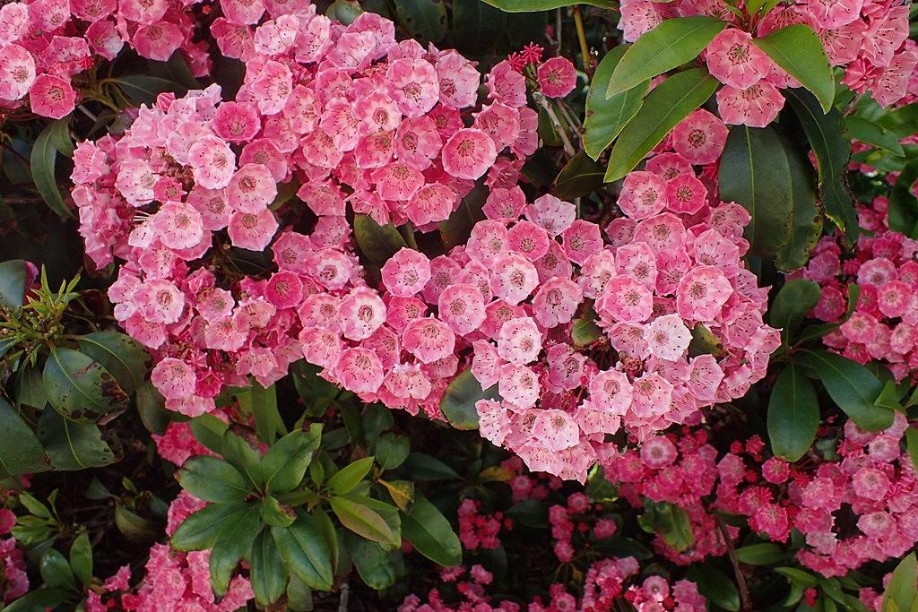 Mountain Laurel (Kalmia latifolia 'Sarah') - Garden.org
