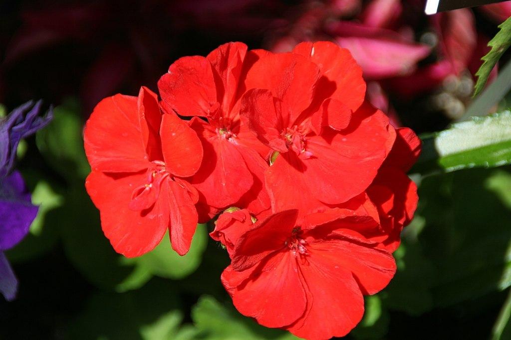 Zonal Geranium (Pelargonium x hortorum Americana® Bright Red) in the ...