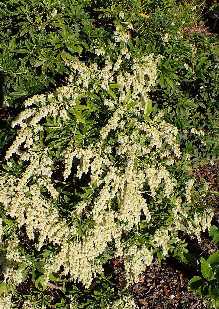 Japanese Andromeda (Pieris japonica 'Fuga') - Garden.org