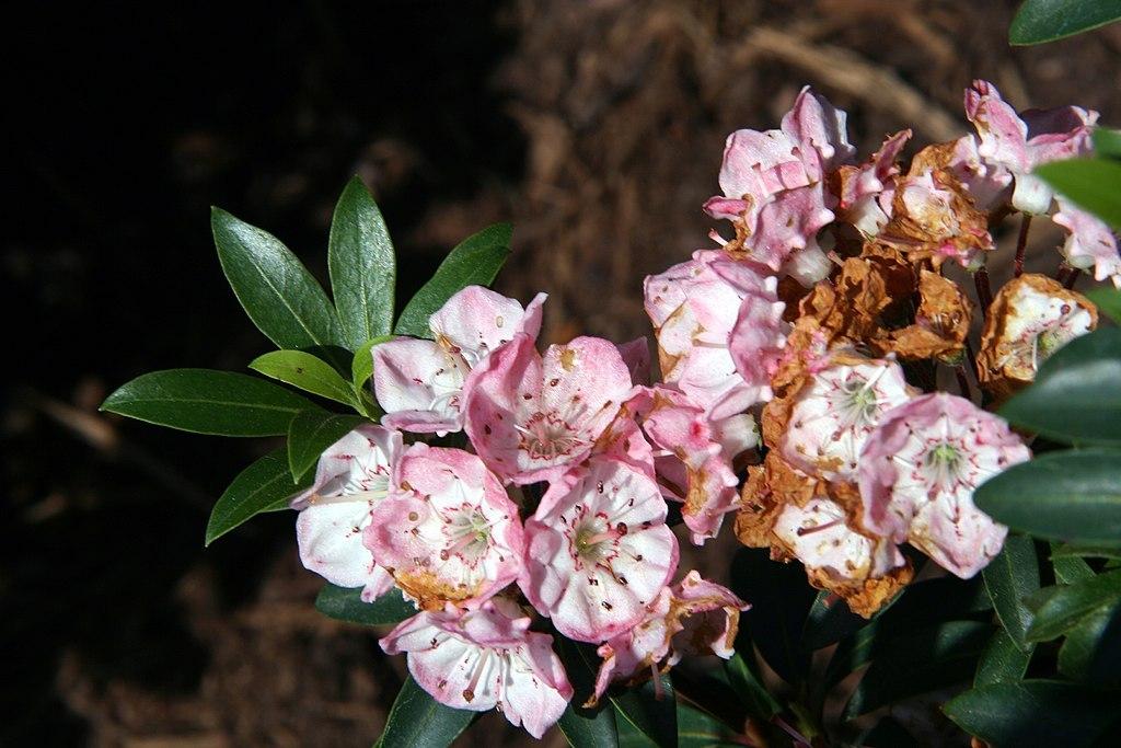 Mountain Laurel (Kalmia latifolia 'Tiddlywinks') - Garden.org