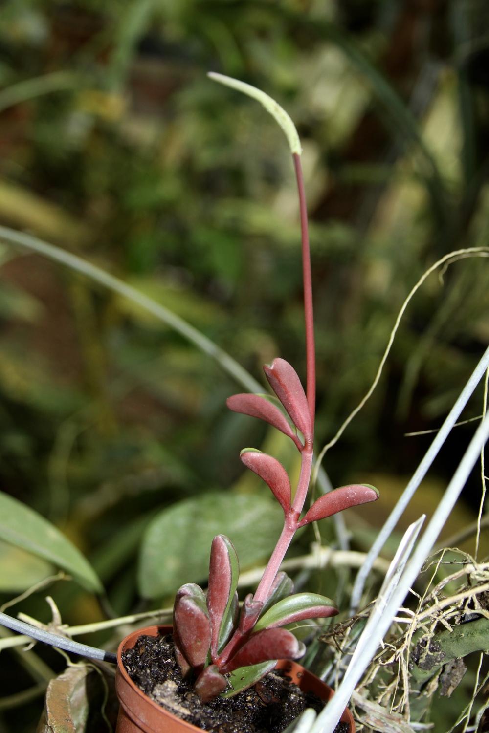 Peperomia (Peperomia graveolens 'Ruby Glow') - Garden.org